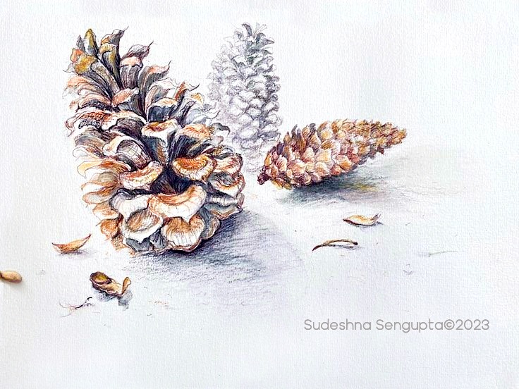 Observational Drawing: Texture Studies – Notes & Doodles