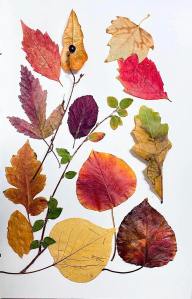 Color Study: Autumn Leaves – Notes & Doodles