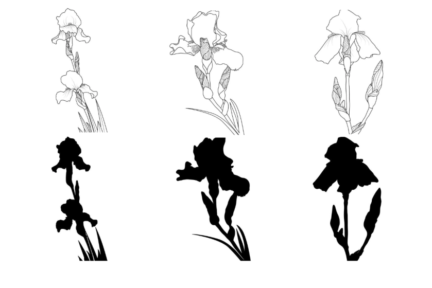 Cross-Contour Drawing of Irises – Notes & Doodles