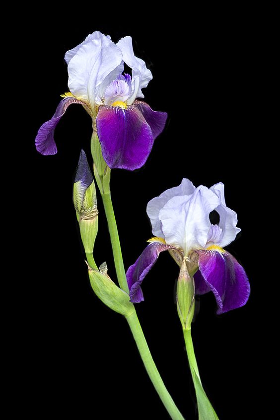 Watercolor Irises – Notes & Doodles