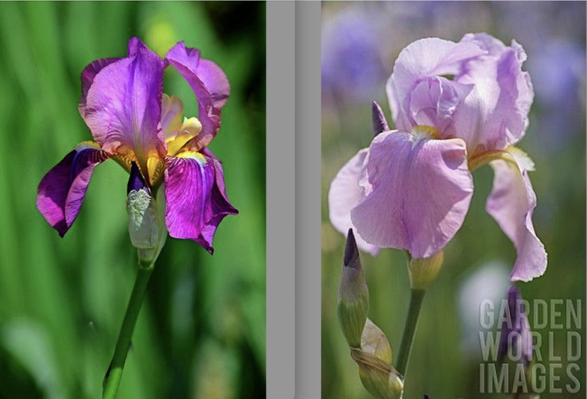 Watercolor Irises – Notes & Doodles